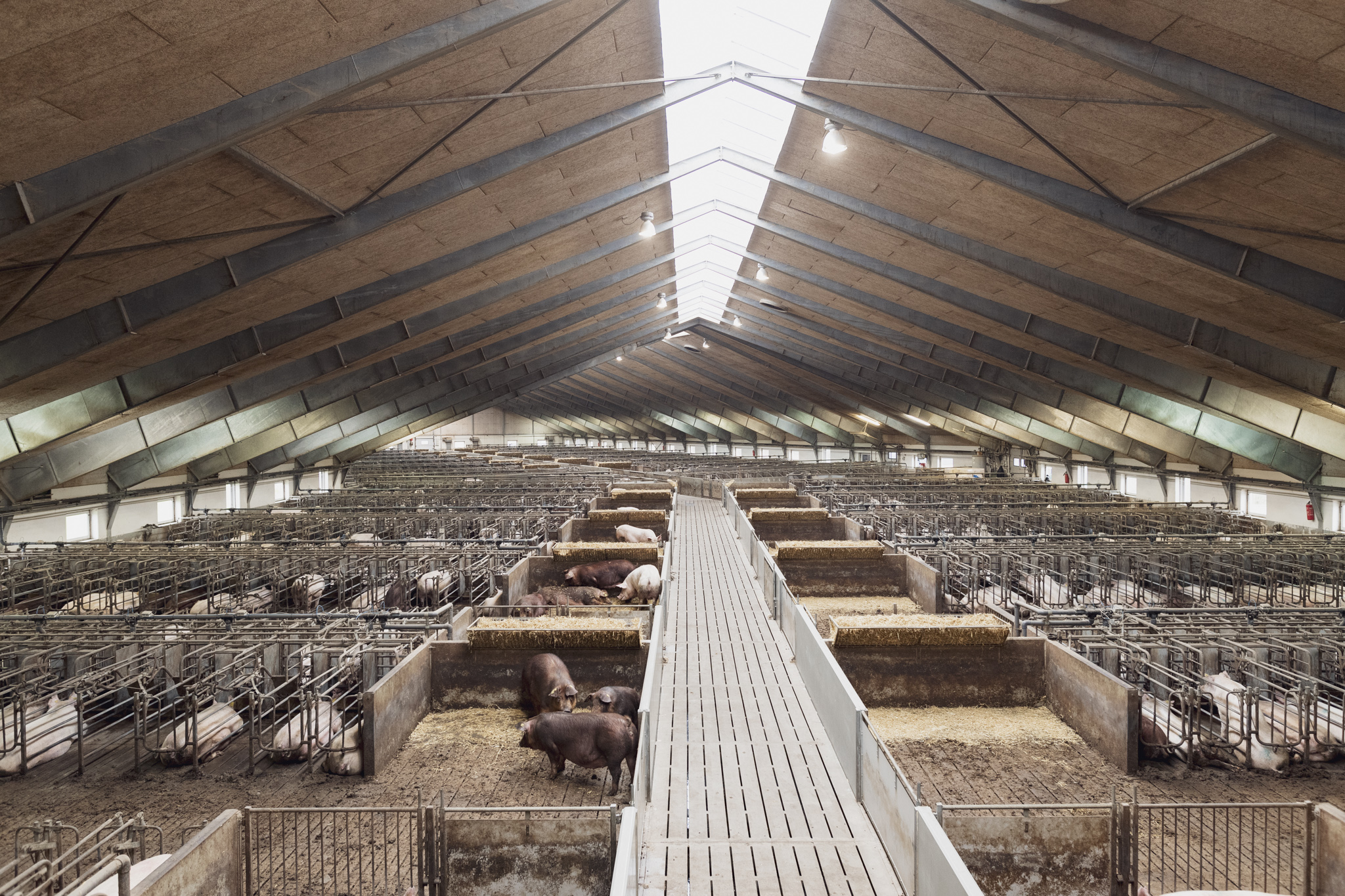 A foresighted breeding program