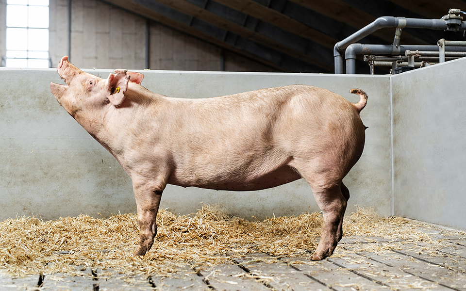 Yorkshire og Landrace er moderdyrene i Dansk Genetics avlssystem.