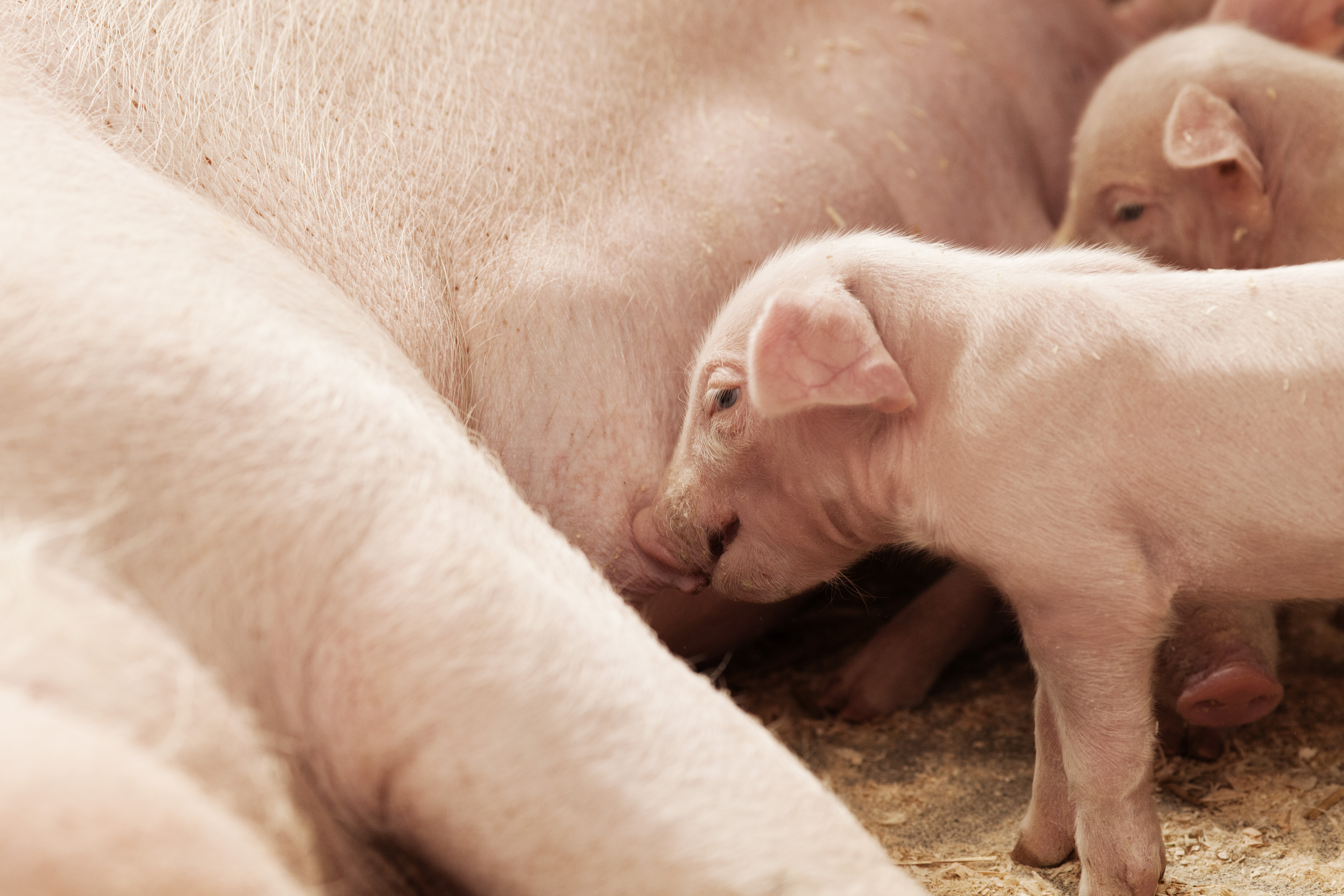 Registration of birth weight to increase piglet survival