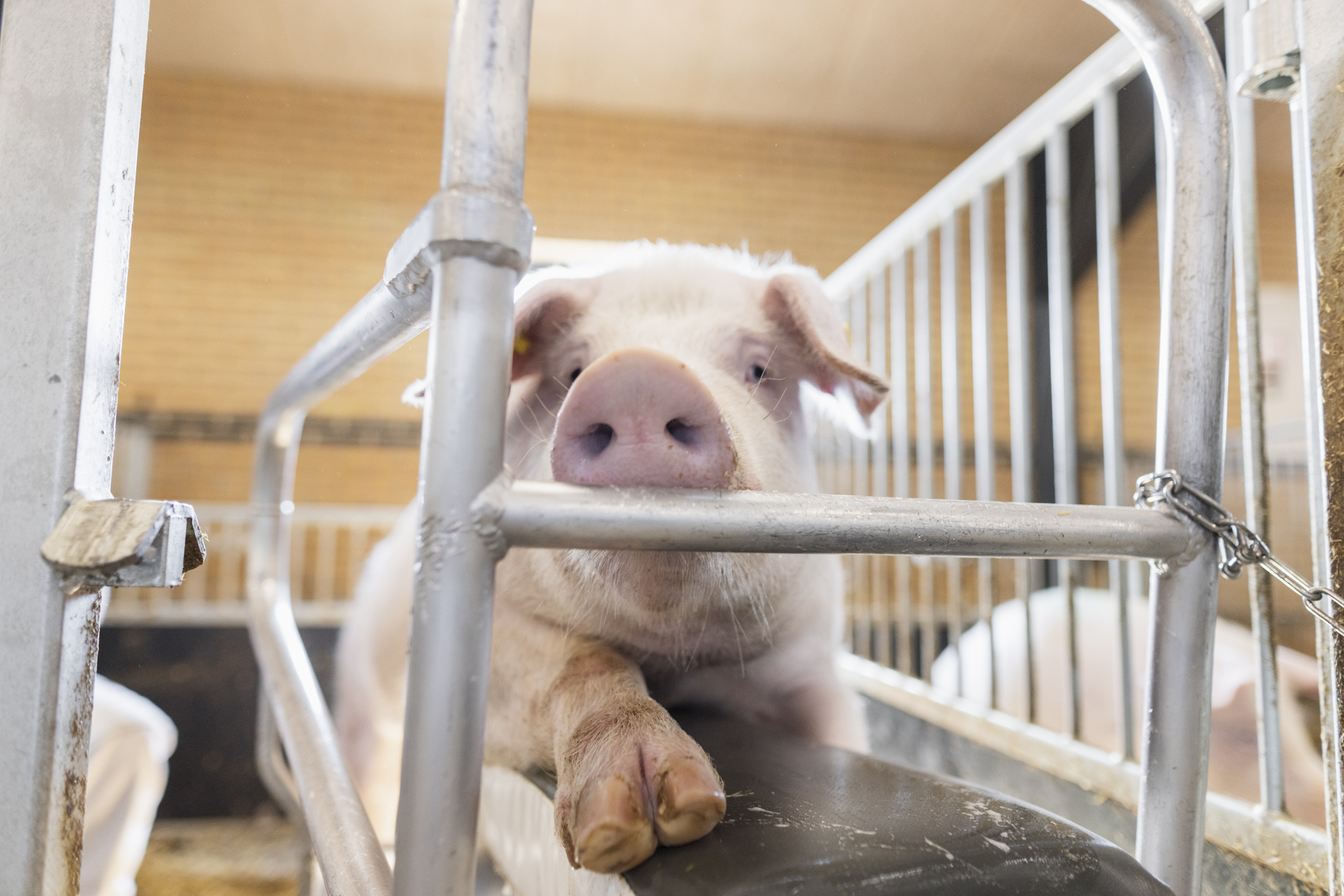 Danish Genetics - Verdensklasse Polte og sæd