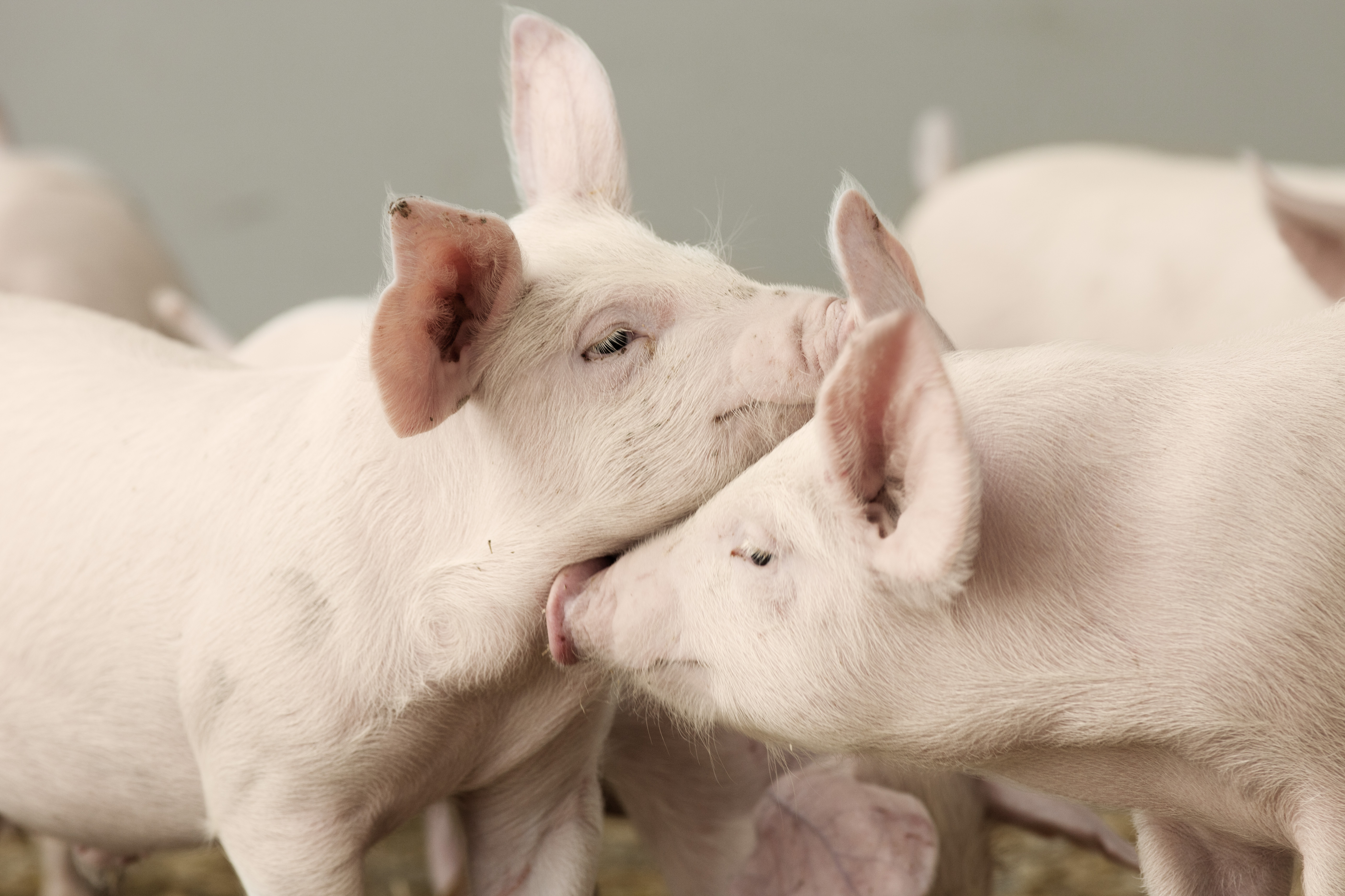 Danishgenetics.dk/en