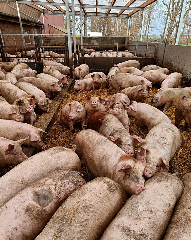 In our breed we use young females and boars within Danish Yorkshire (YY), Danish Landrace (LL ...