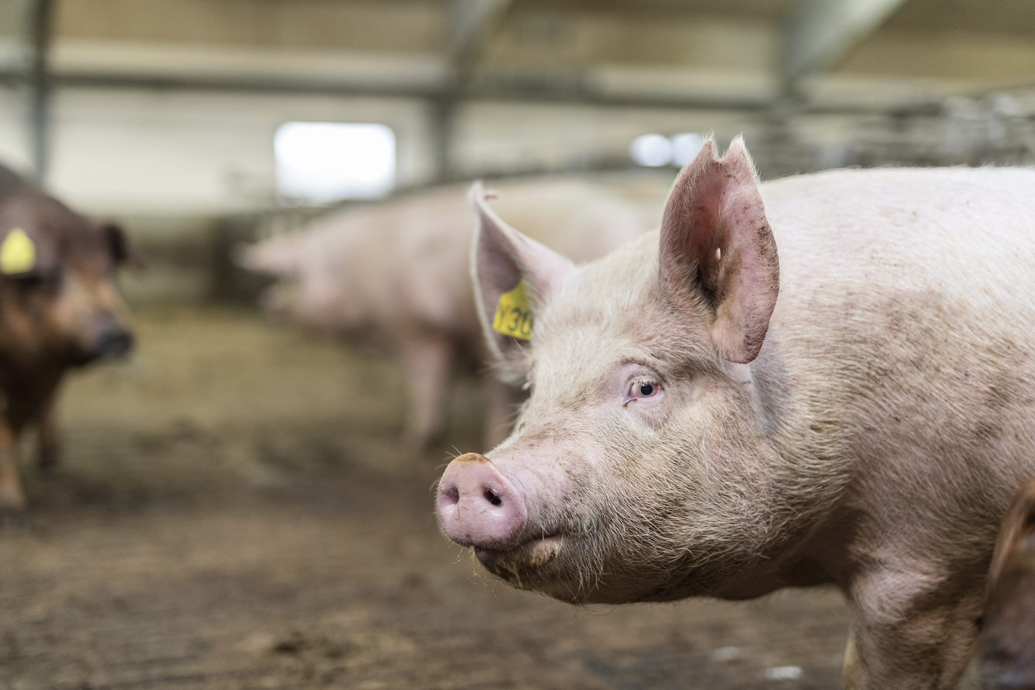 Selection for robustness