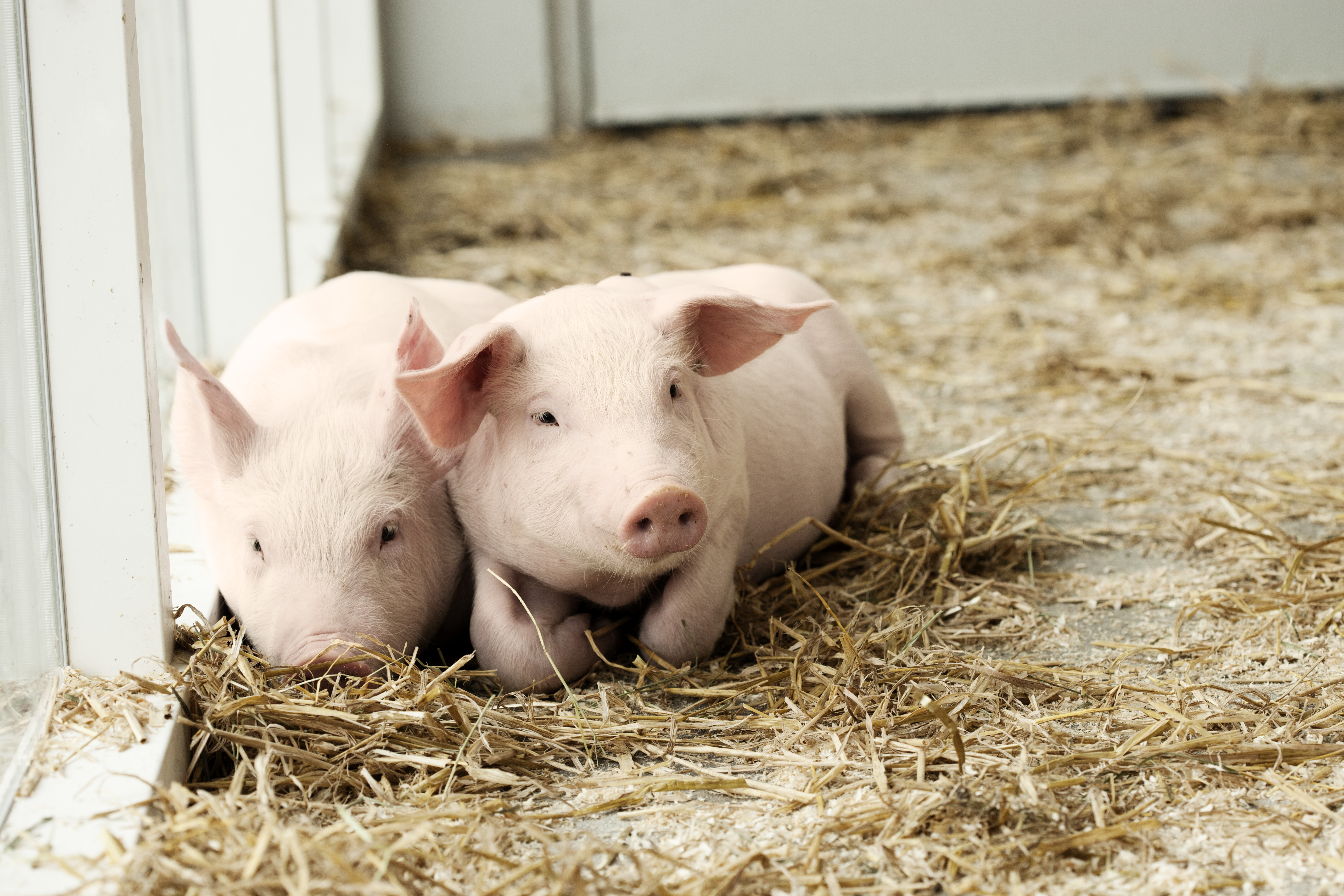 News from at developing breeding company - Danish Genetics