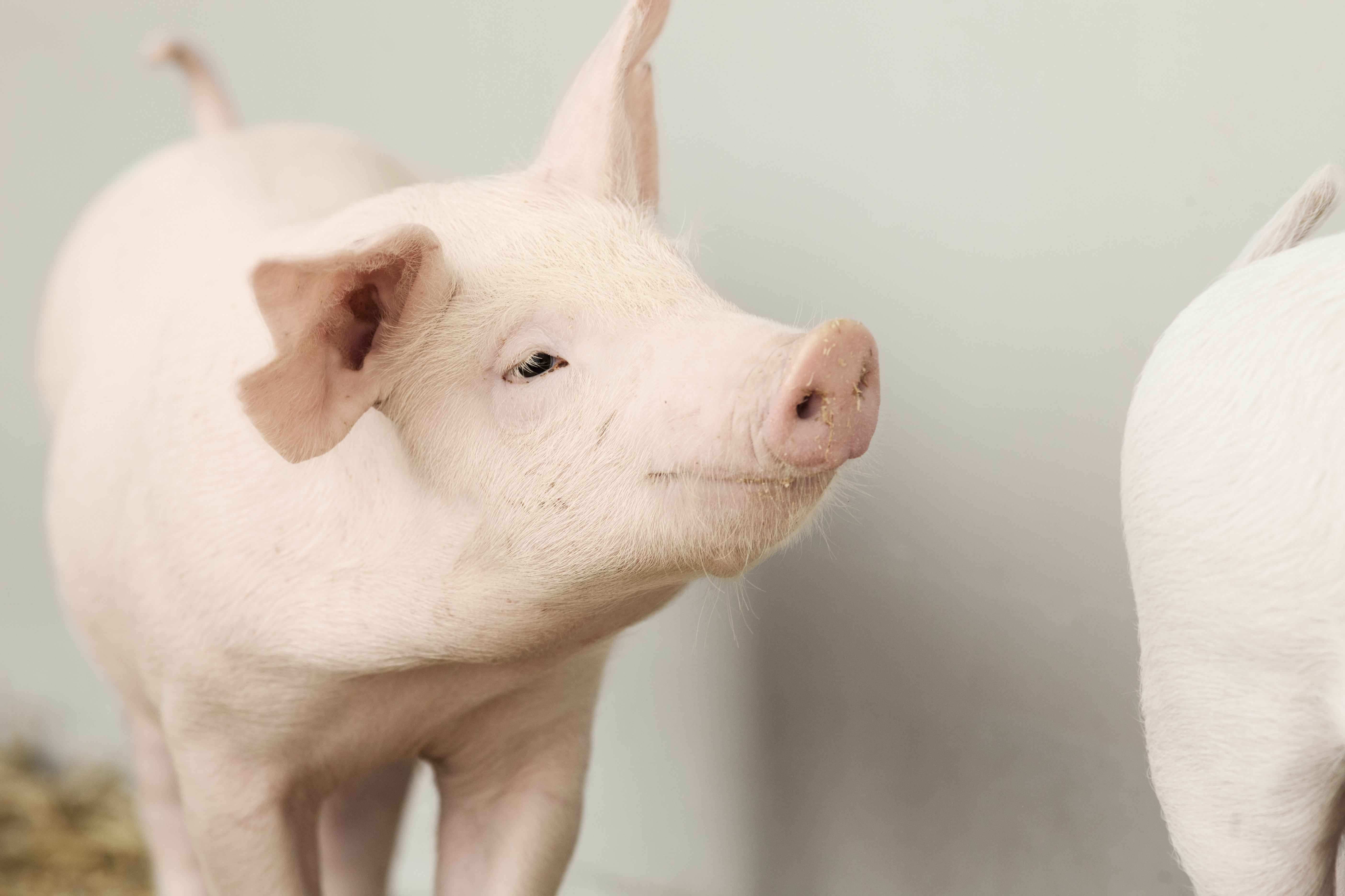 Danish Genetics - Verdensklasse Polte og sæd