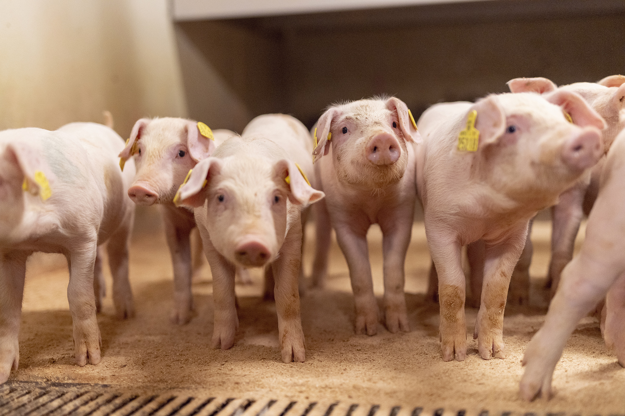 New breeding goal focuses on viable pigs