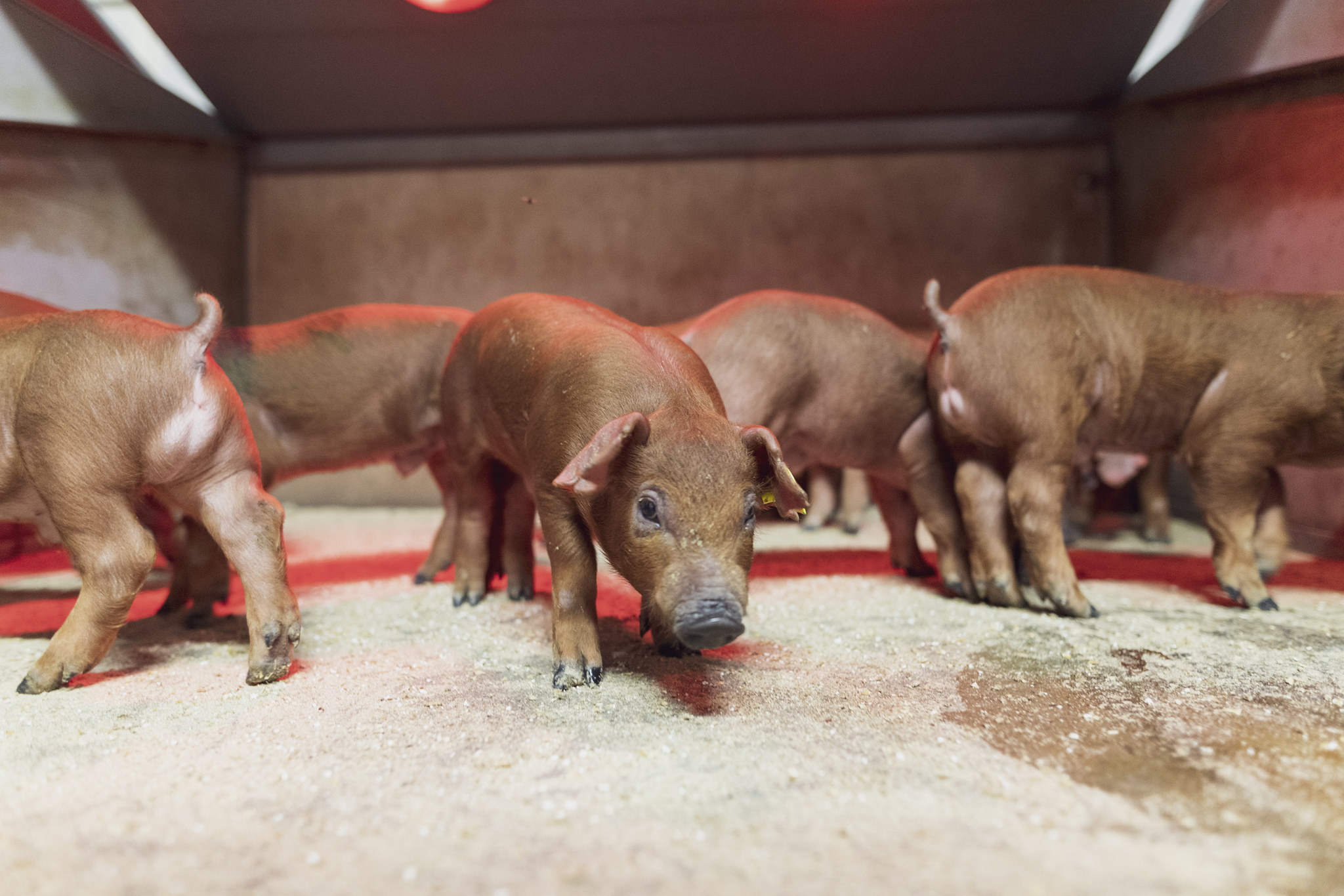 Reproduction consider both boar- and sow fertility