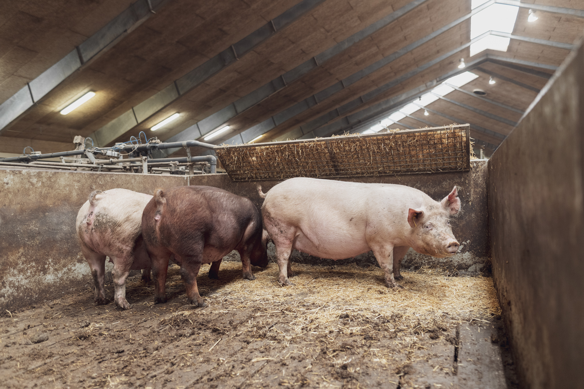 Danish Pig Genetics udvikler genetisk evalueringssystem