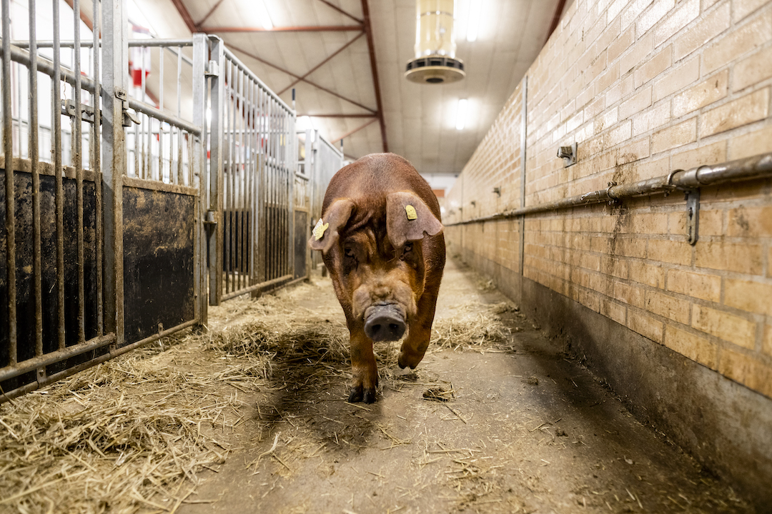 Danish Duroc
