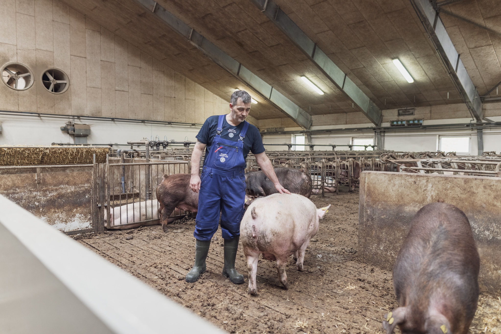 join the breeding progress at Danish Genetics Management.