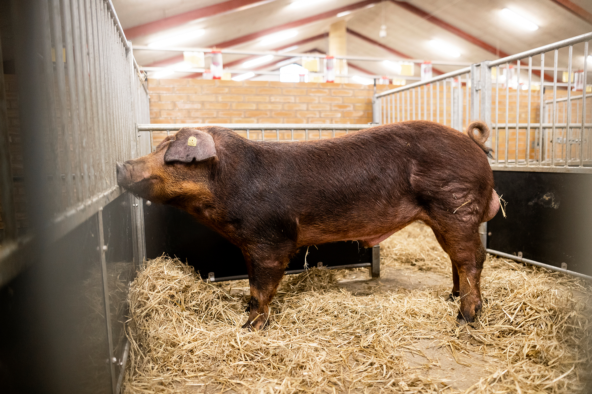 Duroc fra Danish Genetics - daglig tilvækst 1252 gram